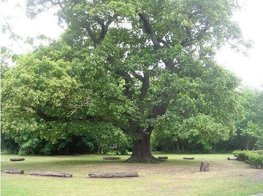 Bùi Dzũng: Nhật ký Trại Trường Gilgell Park -100 năm huy hiệu Rừng 1919 ...